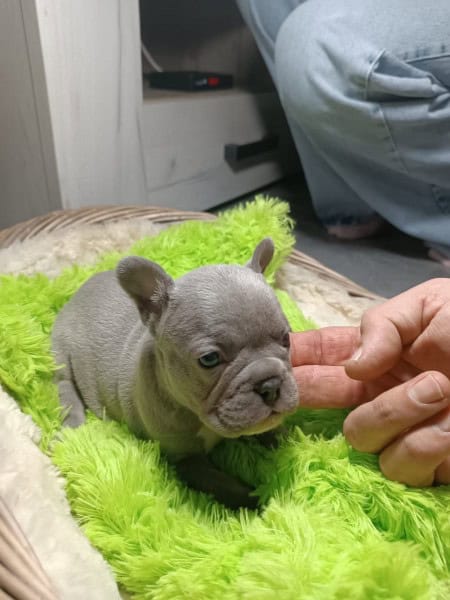 Francuski buldog štenci exotic,plavi,klasik i fluf - MyPets