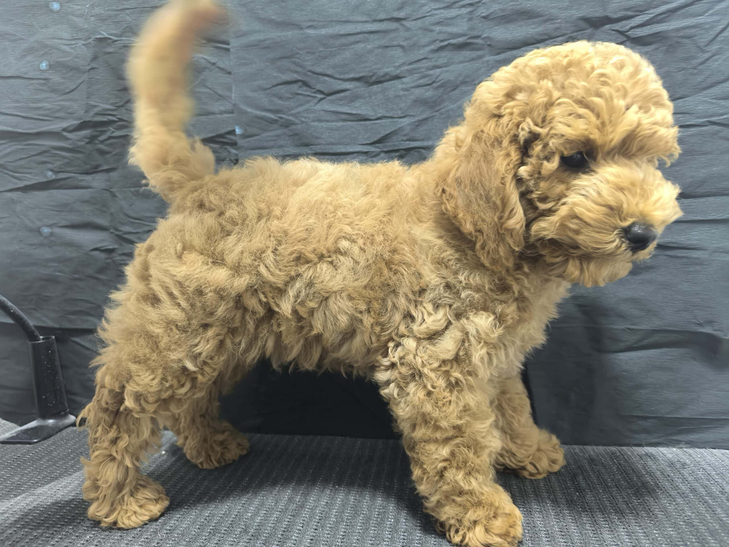 Mini Pudla prelepi stenci - MyPets