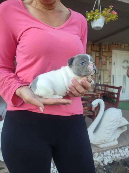 Francuski buldog štenci exotic,plavi,klasik i fluf - MyPets