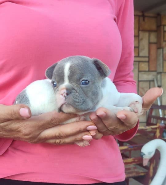 Francuski buldog štenci exotic,plavi,klasik i fluf - MyPets