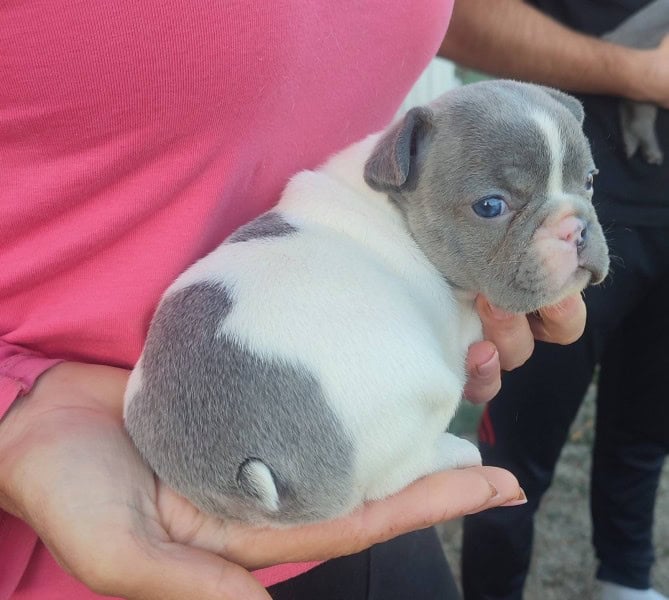 Francuski buldog štenci exotic,plavi,klasik i fluf - MyPets