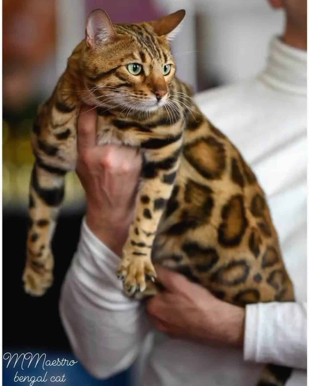 MMaestro_bengal macici - MyPets