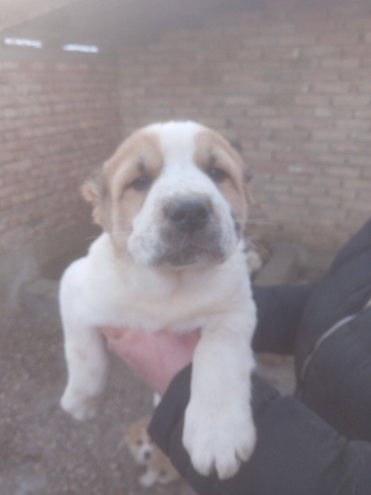 Srednjeazijski ovčar Vrhunski štenci - MyPets