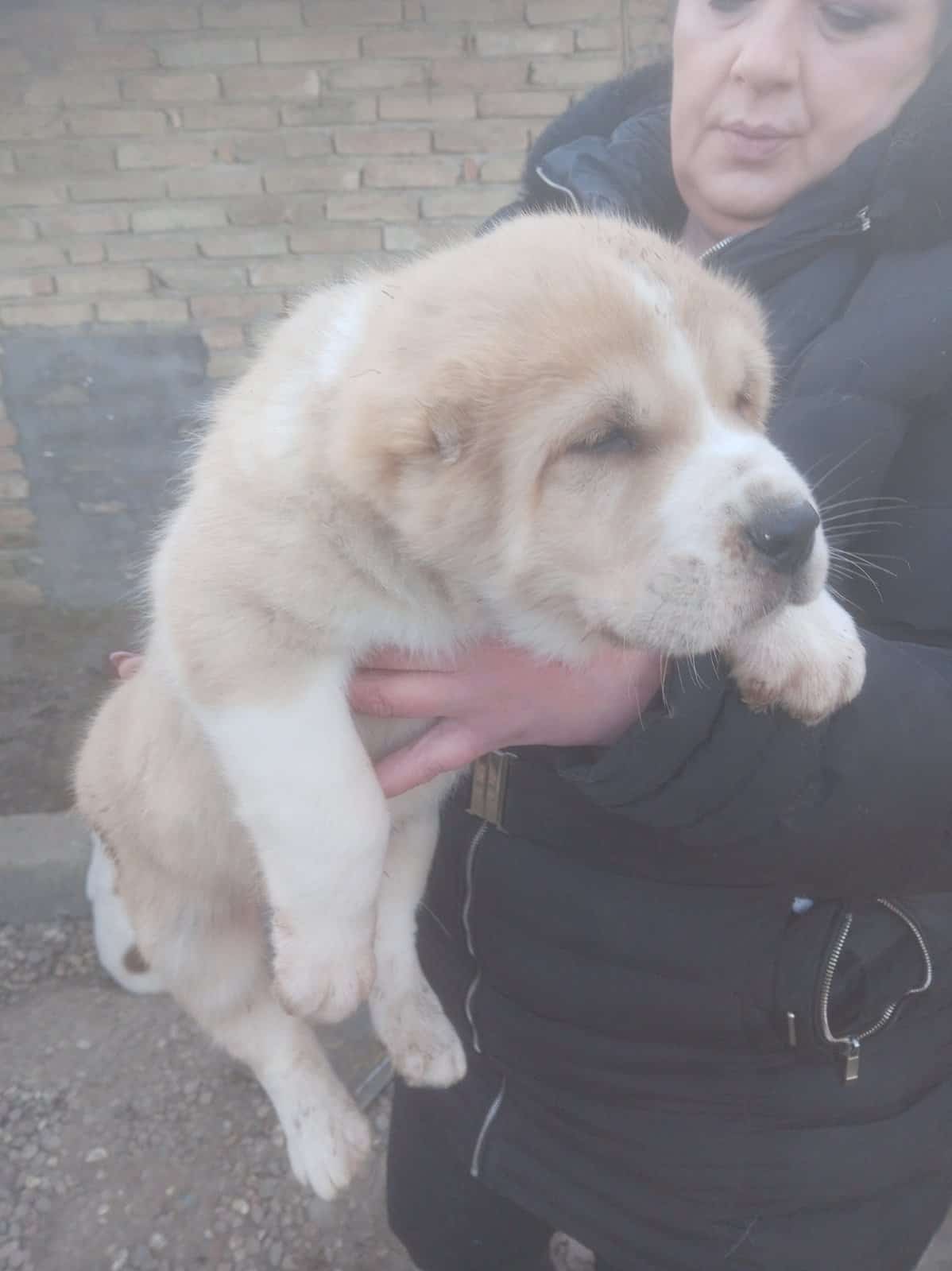 Srednjeazijski ovčar Vrhunski štenci - MyPets